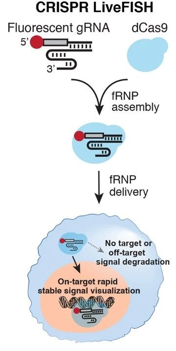 Introduction for CRISPR LiveFISH and CASFISH Technology