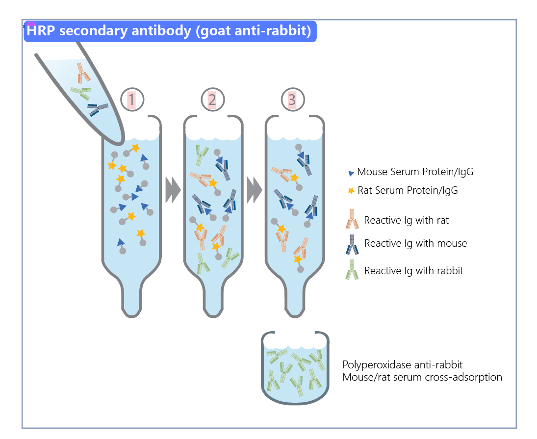 CELNOVTE IHC Secondary Antibody Help High-level Scientific Research!