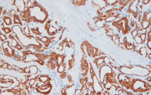 Home – Celnovte is specialized in R&D, manufacturing and distribution ...